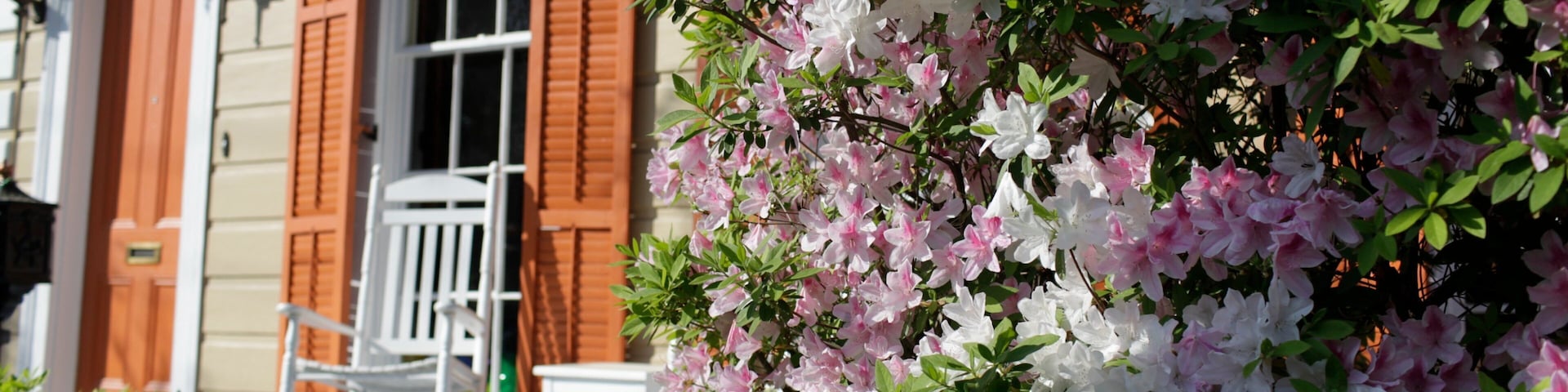 Colorful azaleas bloom in the Garden District of New Orleans creating a vibrant spring atmosphere