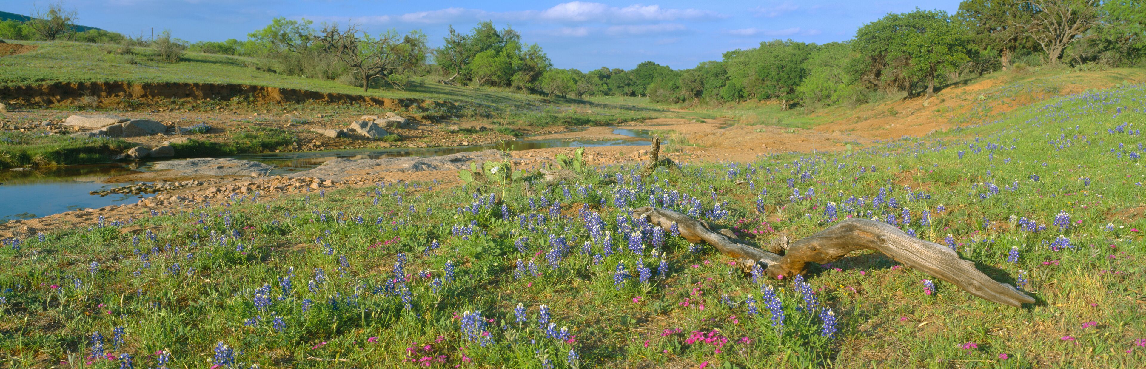 Um rio serpenteando por um campo de flores silvestres, com uma árvore caída em primeiro plano.
