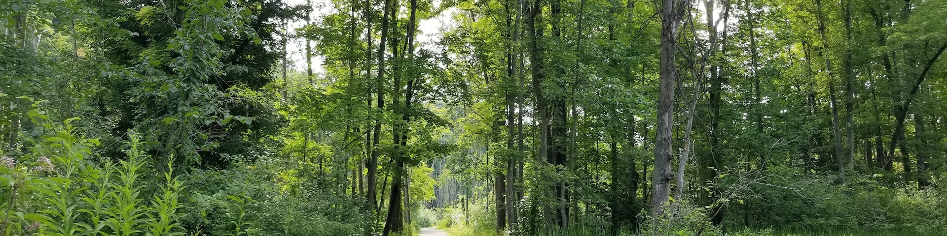Um caminho arborizado cercado por vegetação verde densa.