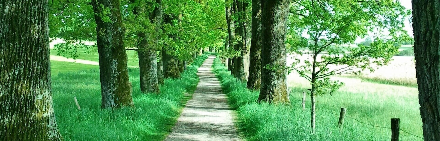 Uma trilha de cascalho ladeada por árvores altas com folhagem verde exuberante, que se estende até um campo gramado.