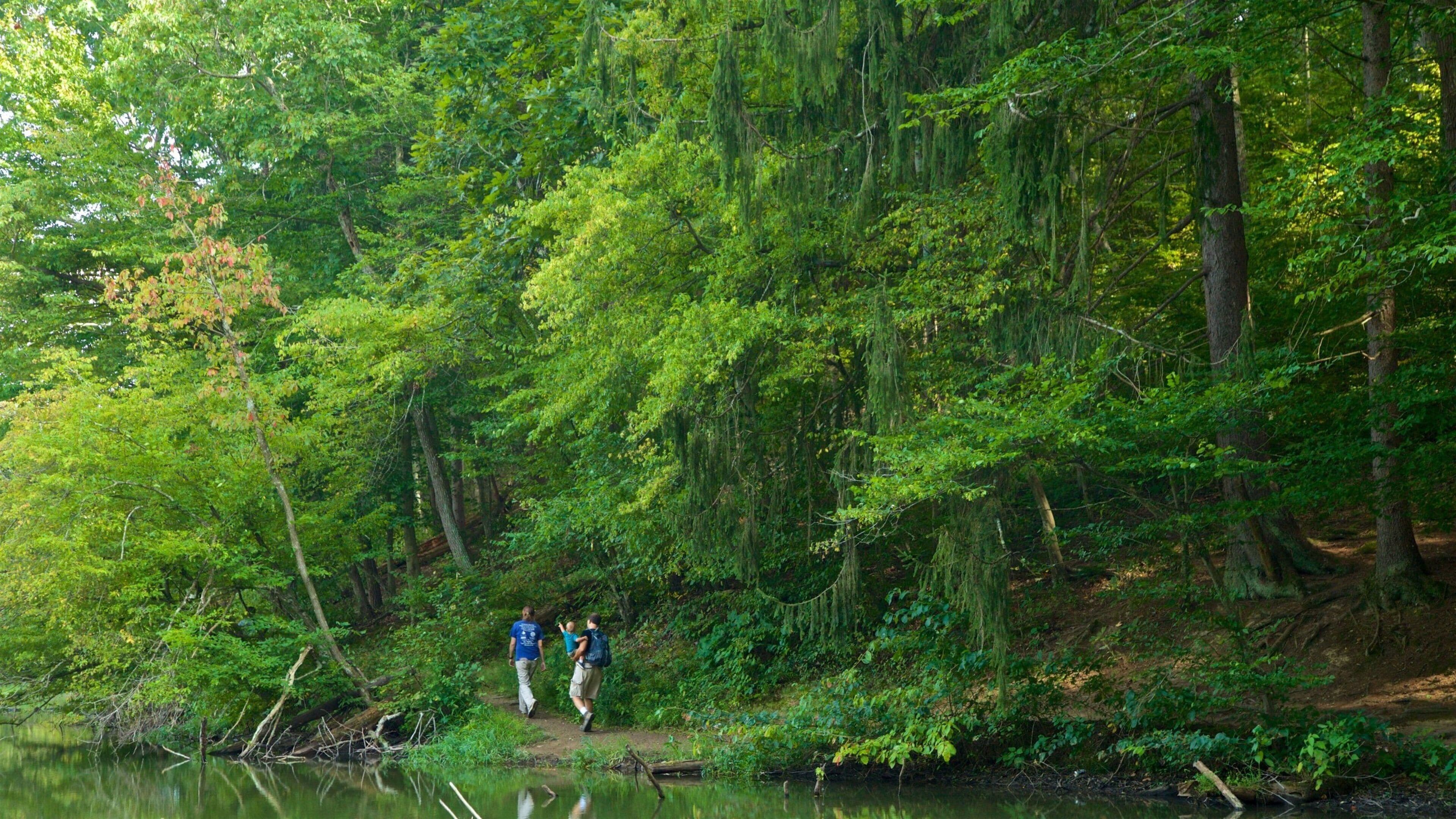 Uma área arborizada com rio, dois caminhantes e vegetação densa.