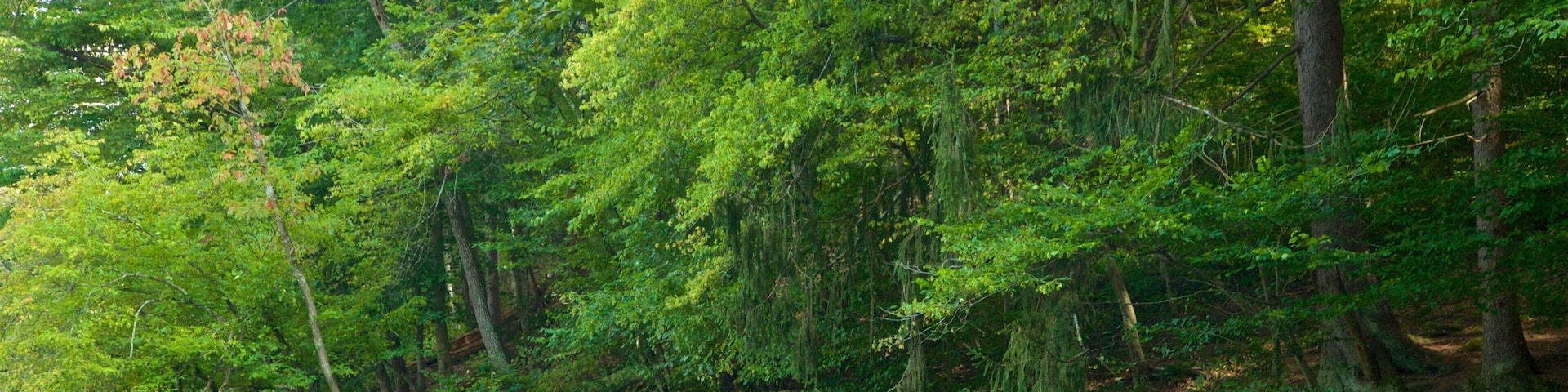 Uma área arborizada com rio, dois caminhantes e vegetação densa.