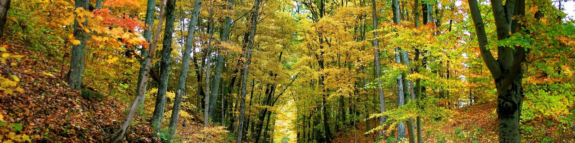 Brown County State Park which includes autumn leaves and forest scenes