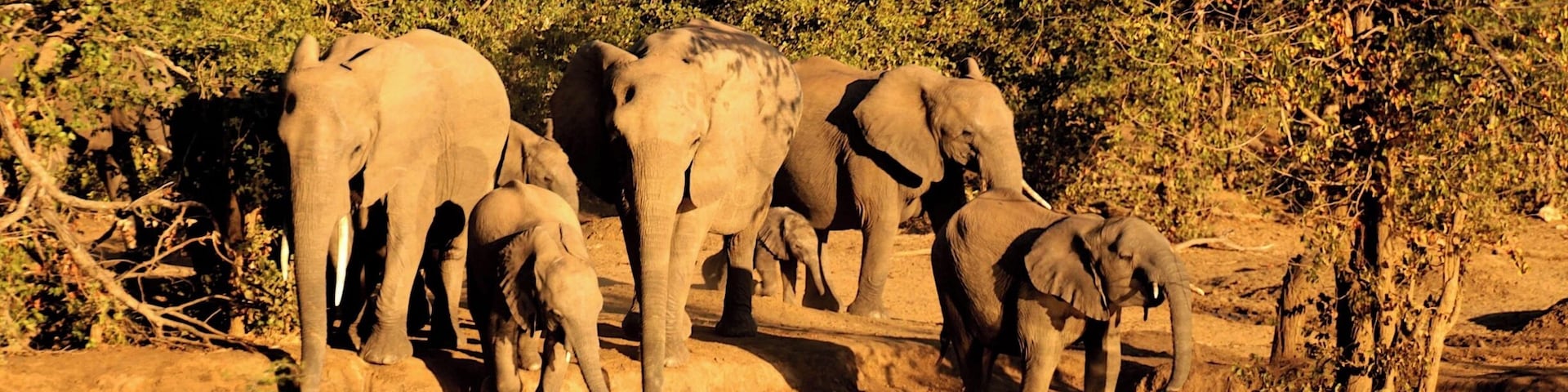 Punda Maria Restcamp is a SANParks camp in the Kruger National Park in South Africa. It is the northern most camp in the park. It is relatively small, compared to the other camps and receives much less visitors. A big extra when staying overnight is the floodlit waterhole right by the campsite. And it is great, the waterhole receives lot's of wildlife day and night. More info in this blog post:
http://www.thetravellingchilli.com/2015/06/kruger-national-park-6-breathtaking-highlights-from-the-north/