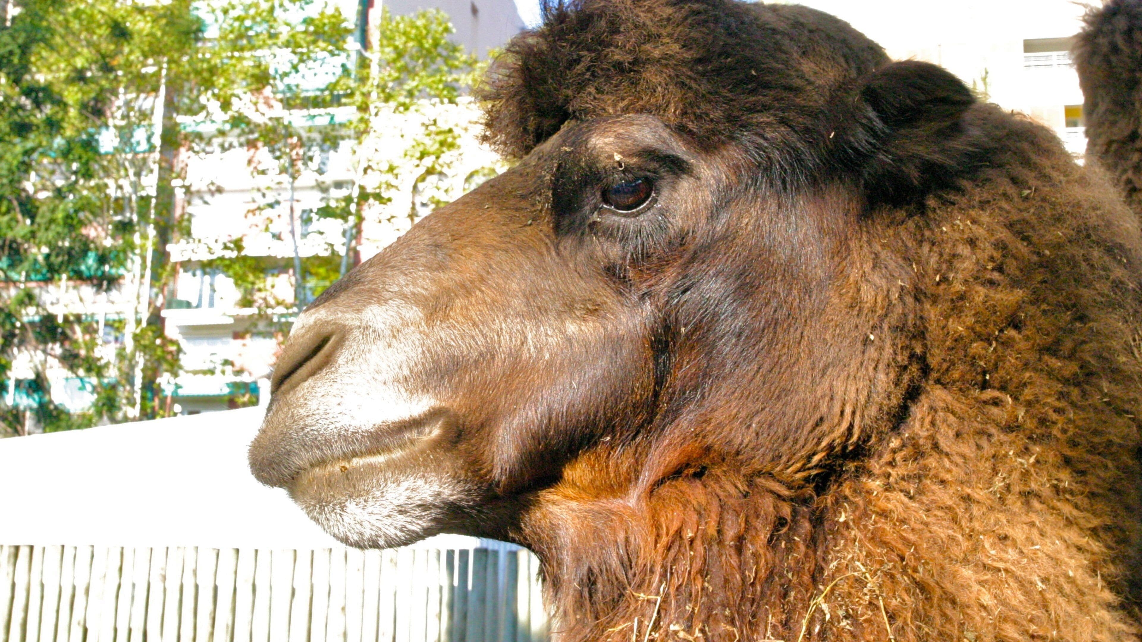 Buenos Aires Zoo featuring zoo animals