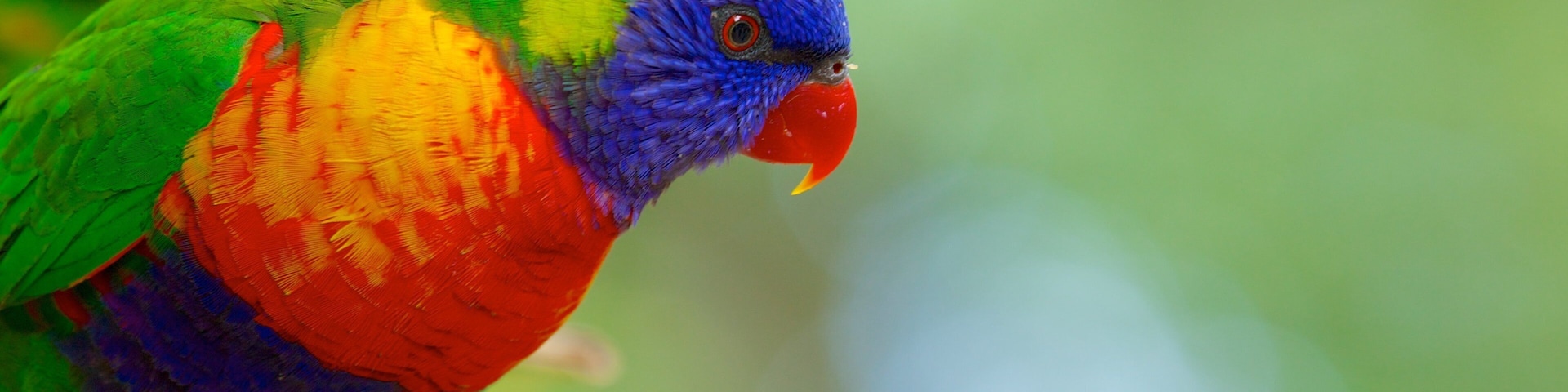 Lone Pine Koala Sanctuary showing zoo animals and bird life