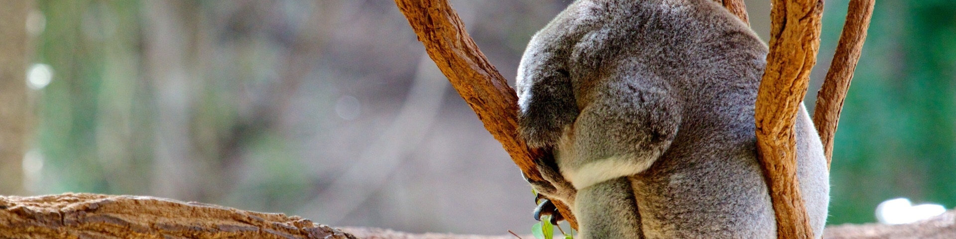 Lone Pine Koala Sanctuary showing cuddly or friendly animals