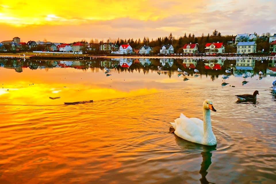 Um cisne em um lago calmo, refletindo edifícios e árvores ao pôr do sol.