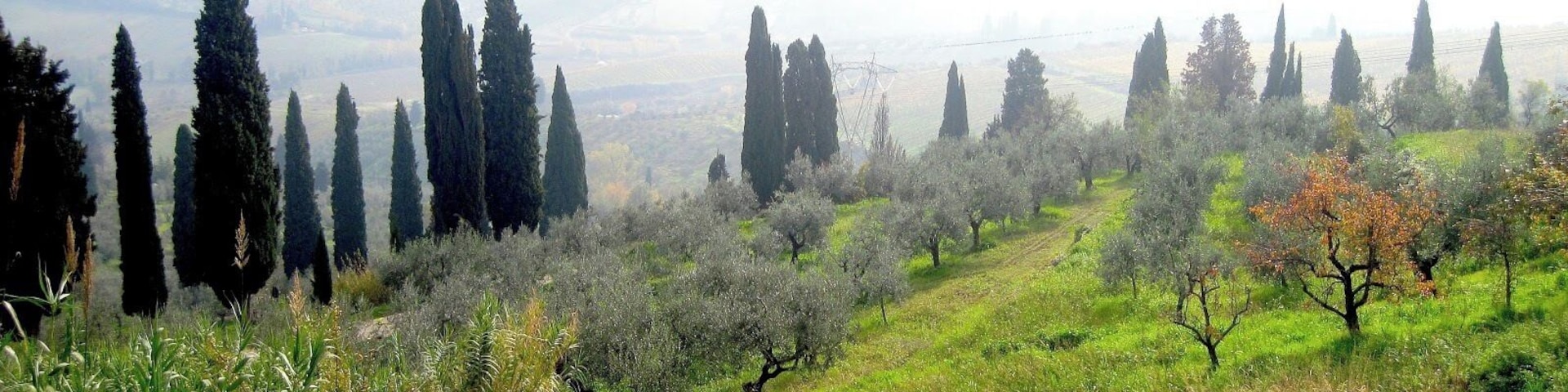The fog slowly begins to clear on a gorgeous November day in the province of Tuscany, Italy. This view overlooks vineyards and olive groves right outside Tenuta di Capenzzana, a major producer of olive oil and wine in Italy.