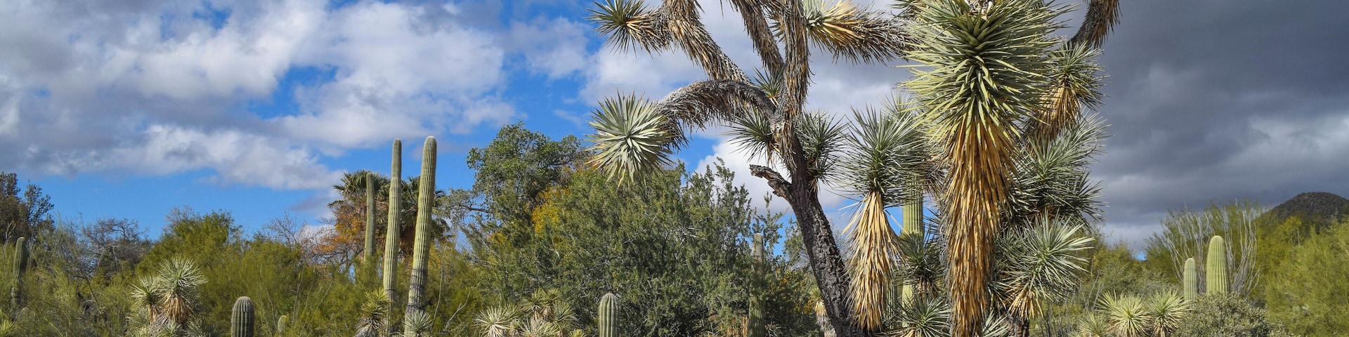 The highlight of our trip to #tucson #arizona was the Arizona-Sonora Desert Museum. You'll get to see hundreds of acres of desert, including plants and cacti from both the Sonoran and Mohave desert, similar to what you might find at Joshua Tree National Park. For more information on admission fee and when to visit, check my blog post: https://culturalfoodies.com/2019/12/31/what-to-do-and-where-to-eat-in-tucson-arizona/
We were delighted to find that this was quite literally the only thing in all of Tucson open on Christmas Day!
#lifeatexpedia
#travel
#cacti
#desert
#arizona
#museum
#getoutdoors
#optoutside