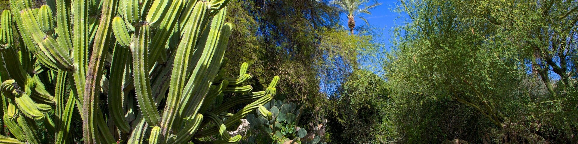 Tohono Chul Park showing a garden
