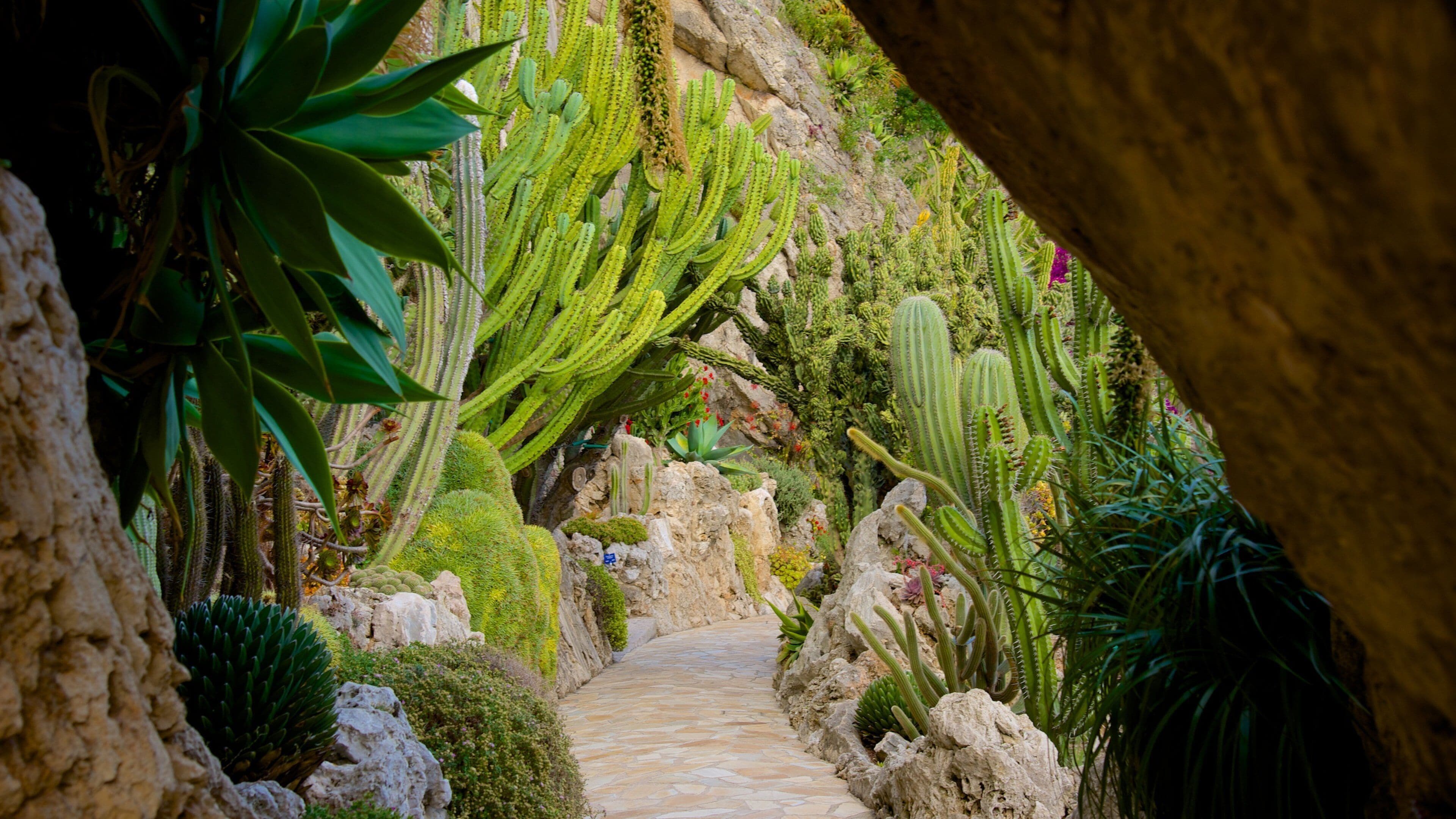Uma trilha de pedras ladeada por diversos cactos e suculentas num jardim rochoso.