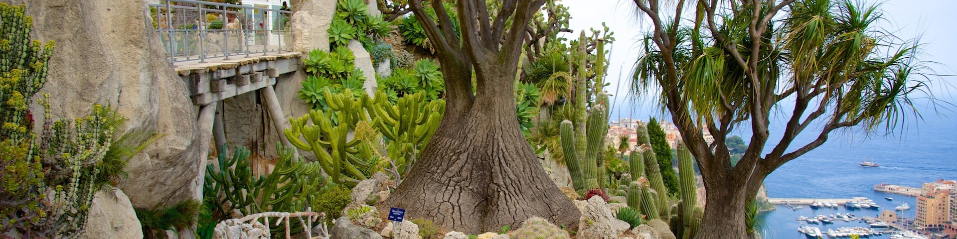 Exotic Garden showing a garden