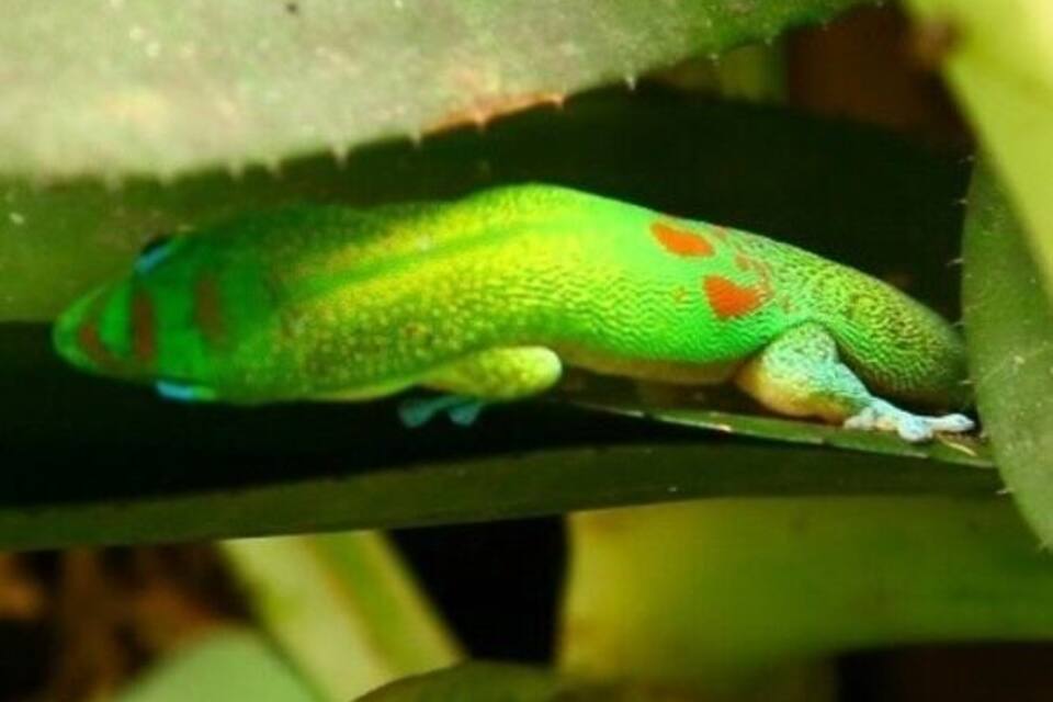 Um sapo verde com manchas vermelhas numa folha.