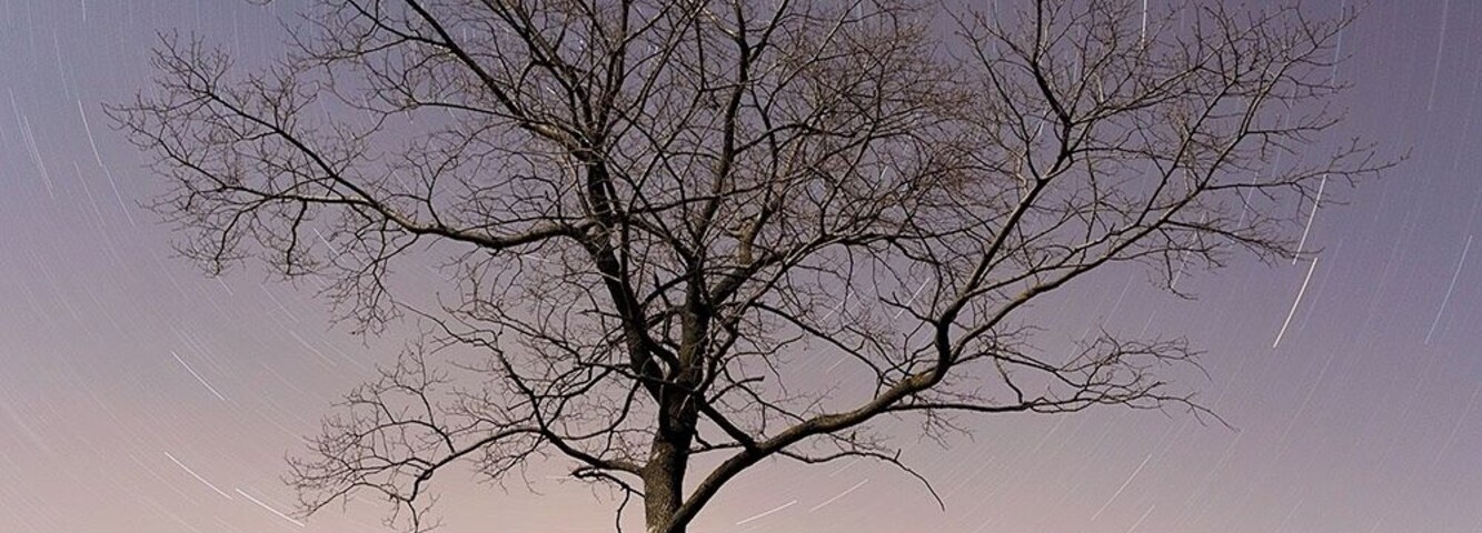 #BvSSpring #BvSAstro
The pheasant's eye (Adonis vernalis) is a flowering plant which is found in dry meadows and steppes of Eurasia. Main areas of distribution are the Pannonian Basin and West Siberian Plains. The bright yellow flowers appear in springtime mostly in March-April.
note: this place is private property, visiting in certain parts of the year is prohibited.
