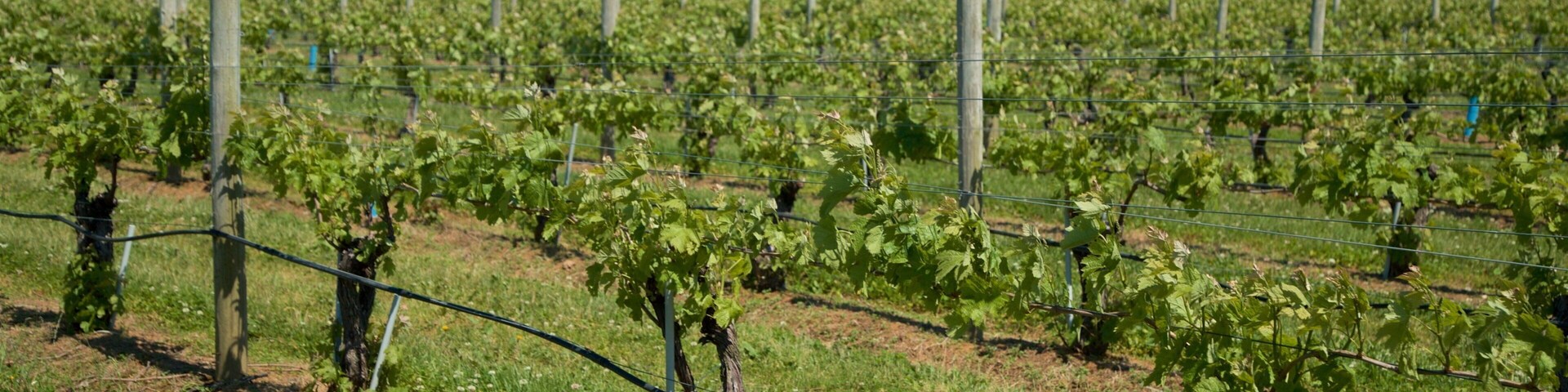 Wolffer Estates Vineyard