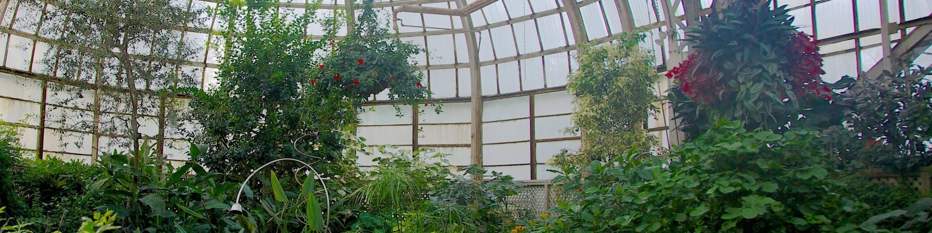 Explore the lush tropical plants inside Lincoln Park Conservatory in Chicago, Illinois during a sunny afternoon