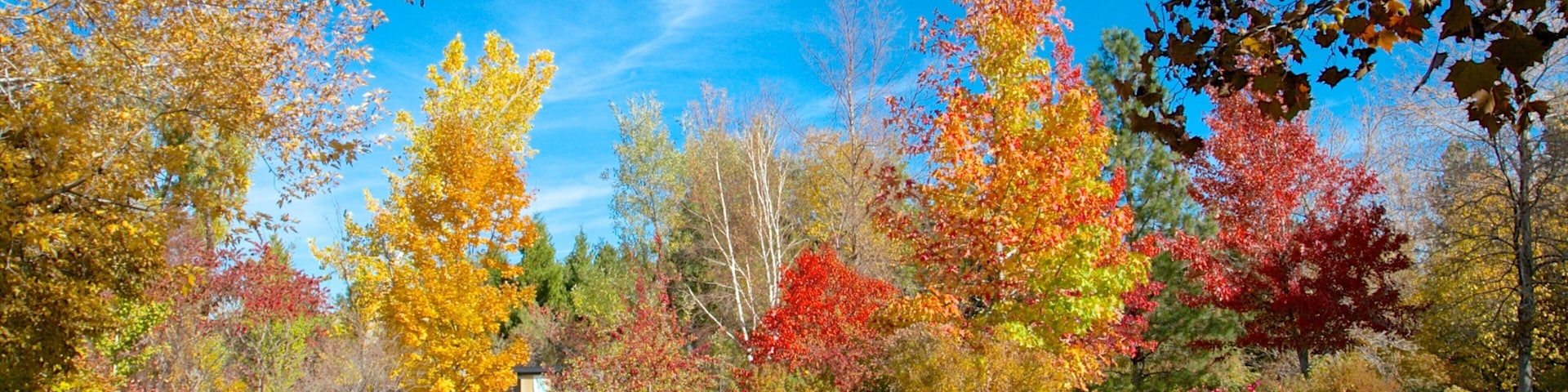 Rancho San Rafael Park which includes autumn leaves and a park