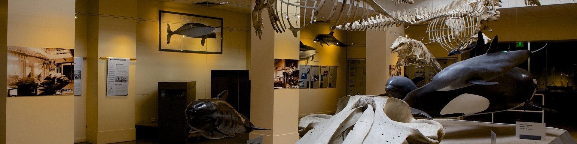 Exposição de museu com diversos esqueletos de animais, incluindo um esqueleto de baleia e um de ave.