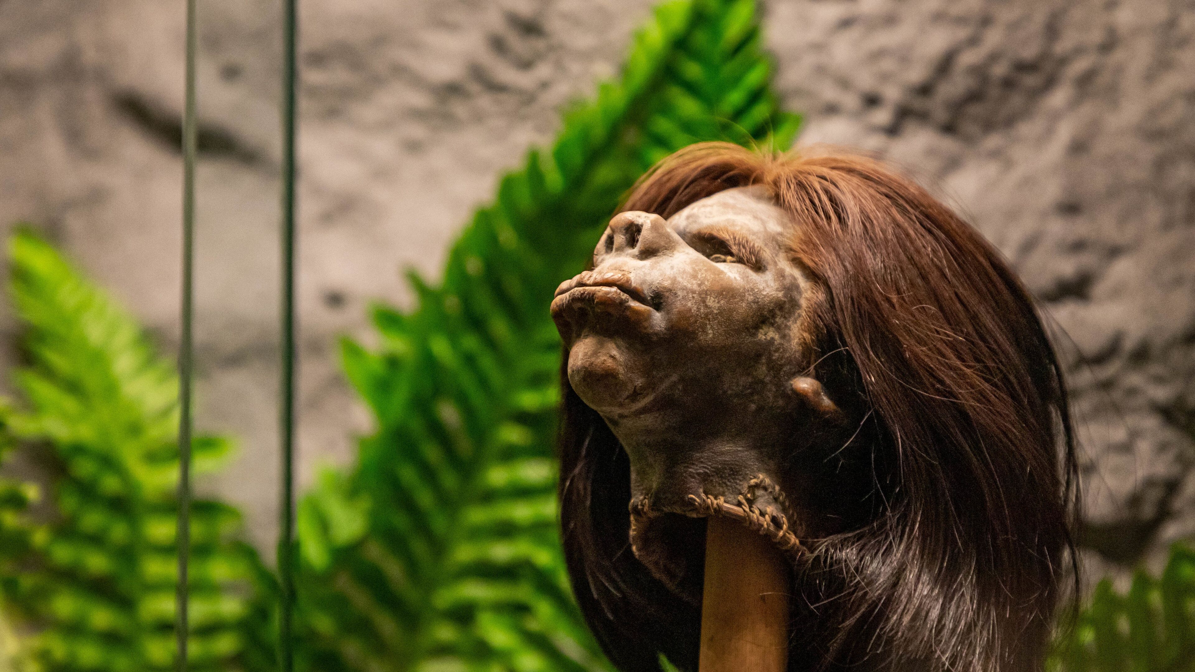 Ripley\'s Believe It or Not