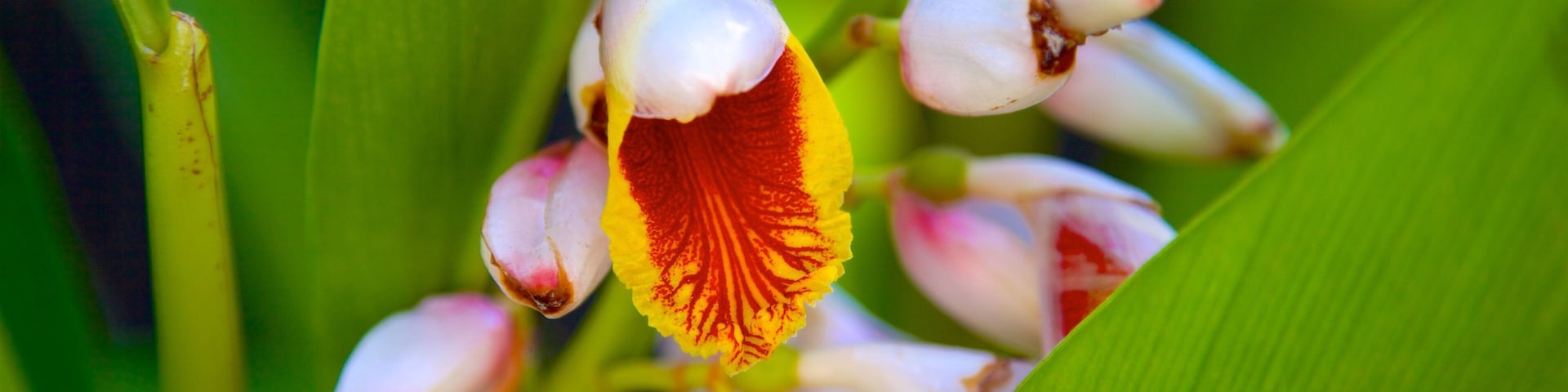 Naples Zoo at Caribbean Gardens which includes wildflowers