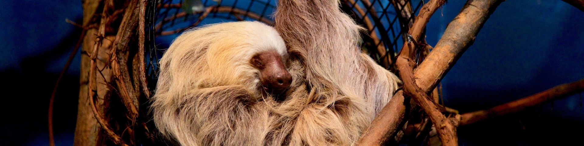 Rosamond Gifford Zoo showing zoo animals and cuddly or friendly animals