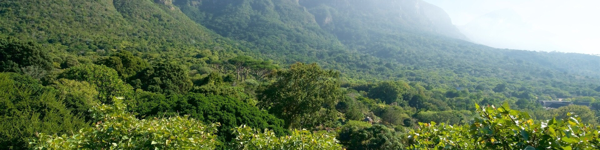 Kirstenbosch National Botanical Garden showing a garden