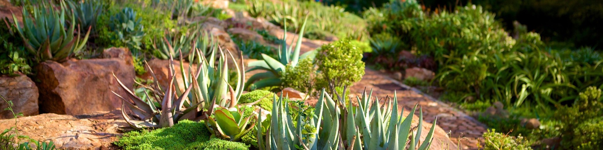Walter Sisulu Botanical Gardens which includes flowers and a park