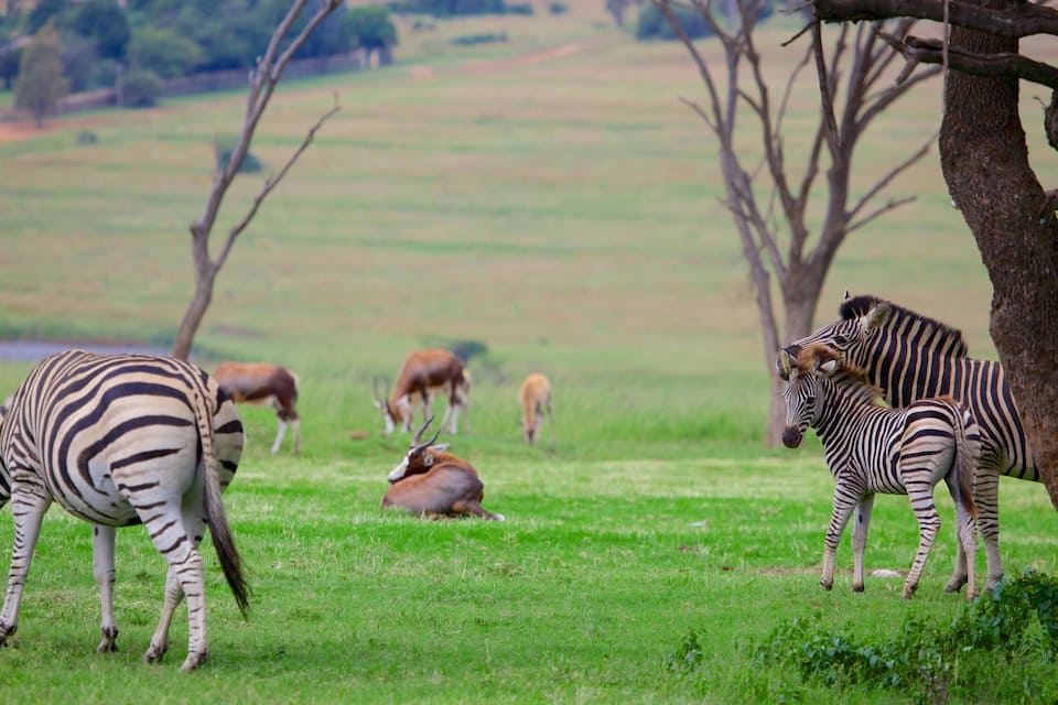 Zebras pastando em um campo gramado, com árvores e um rio ao fundo.