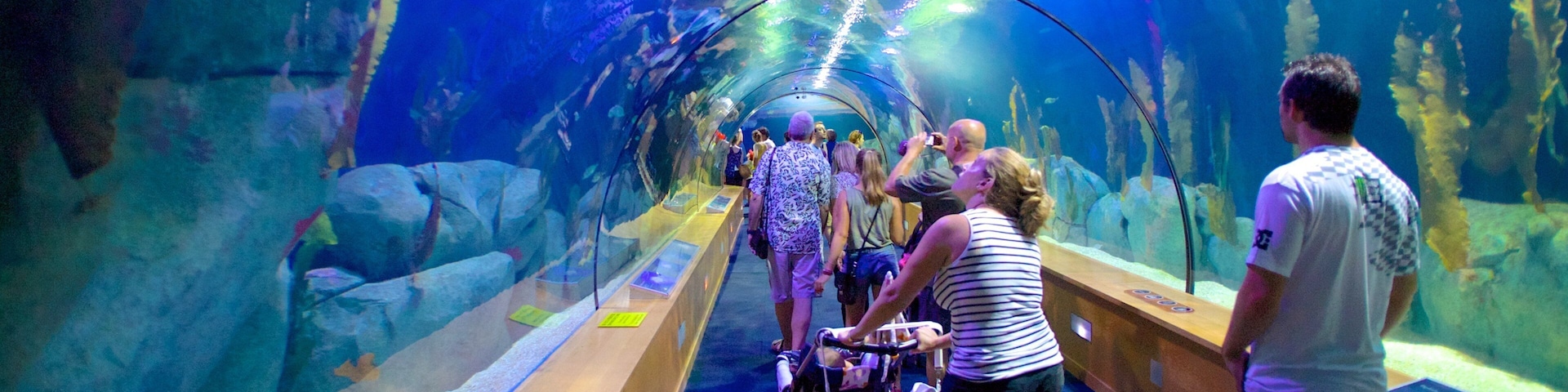 Ciudad de las Artes y las Ciencias mostrando vistas internas e vida marinha assim como um grande grupo de pessoas