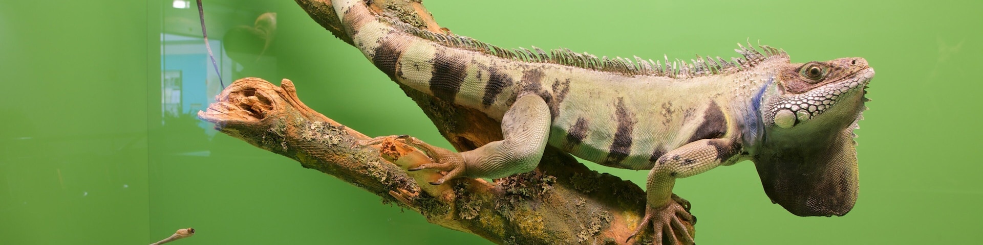 Museu de História Natural de Berna que inclui animais e vistas internas