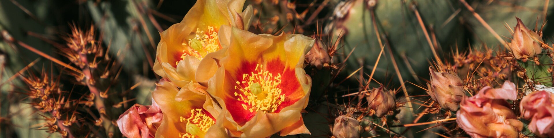 Desert Botanical Garden showing wildflowers