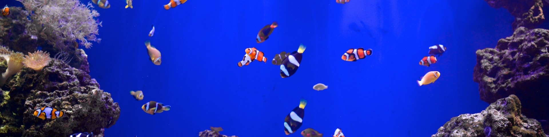 Um aquário com diversos peixes nadando entre recifes de coral.
