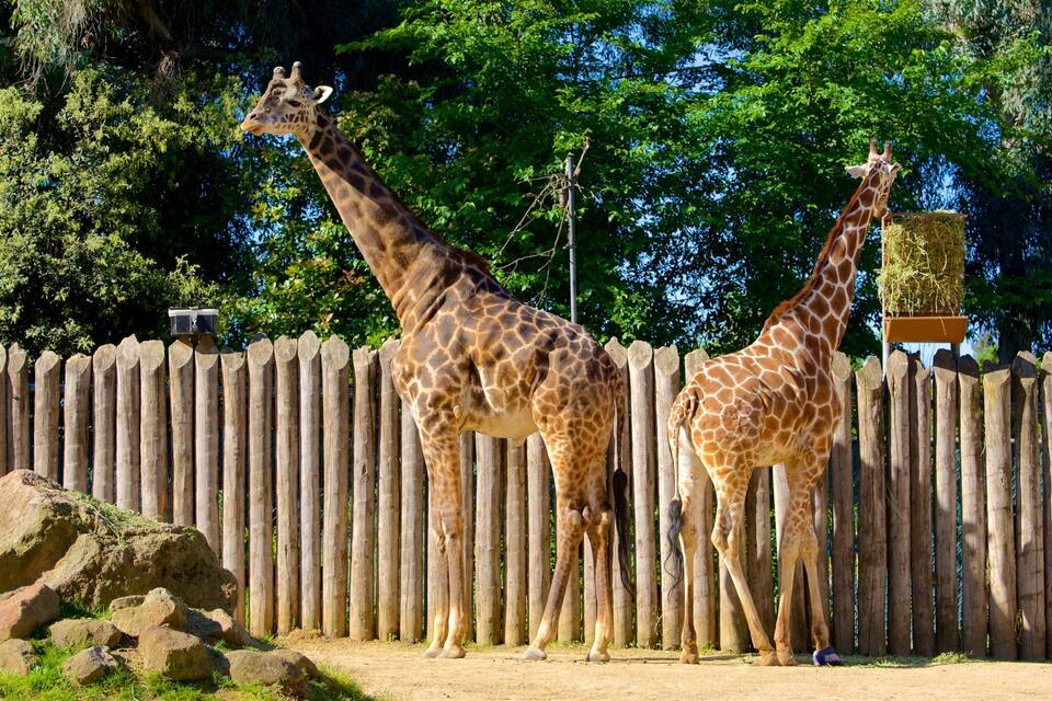 Duas girafas em frente a uma cerca de madeira, com árvores ao fundo.