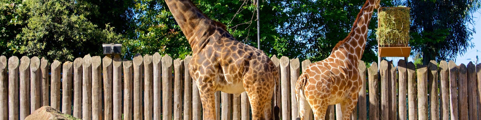 Sacramento Zoo which includes zoo animals