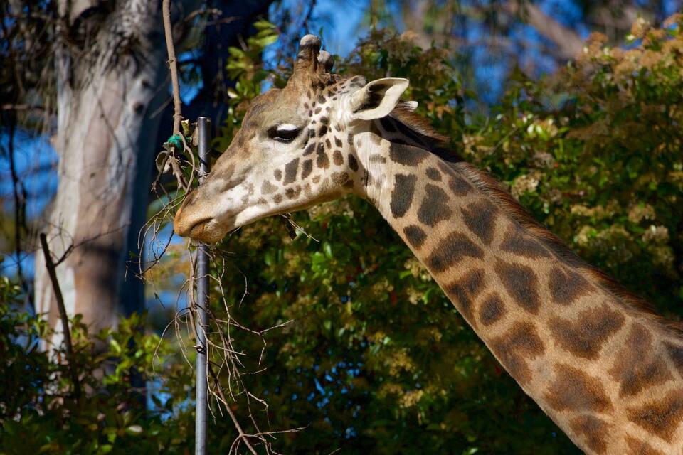 Uma girafa comendo folhas de uma árvore.
