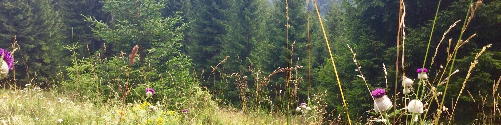 From the slopes of Zvolen (Veľká Fatra mountain range - Summit. 4600 ft / 1402 m), Lower Tatras, Central Slovakia 2017.