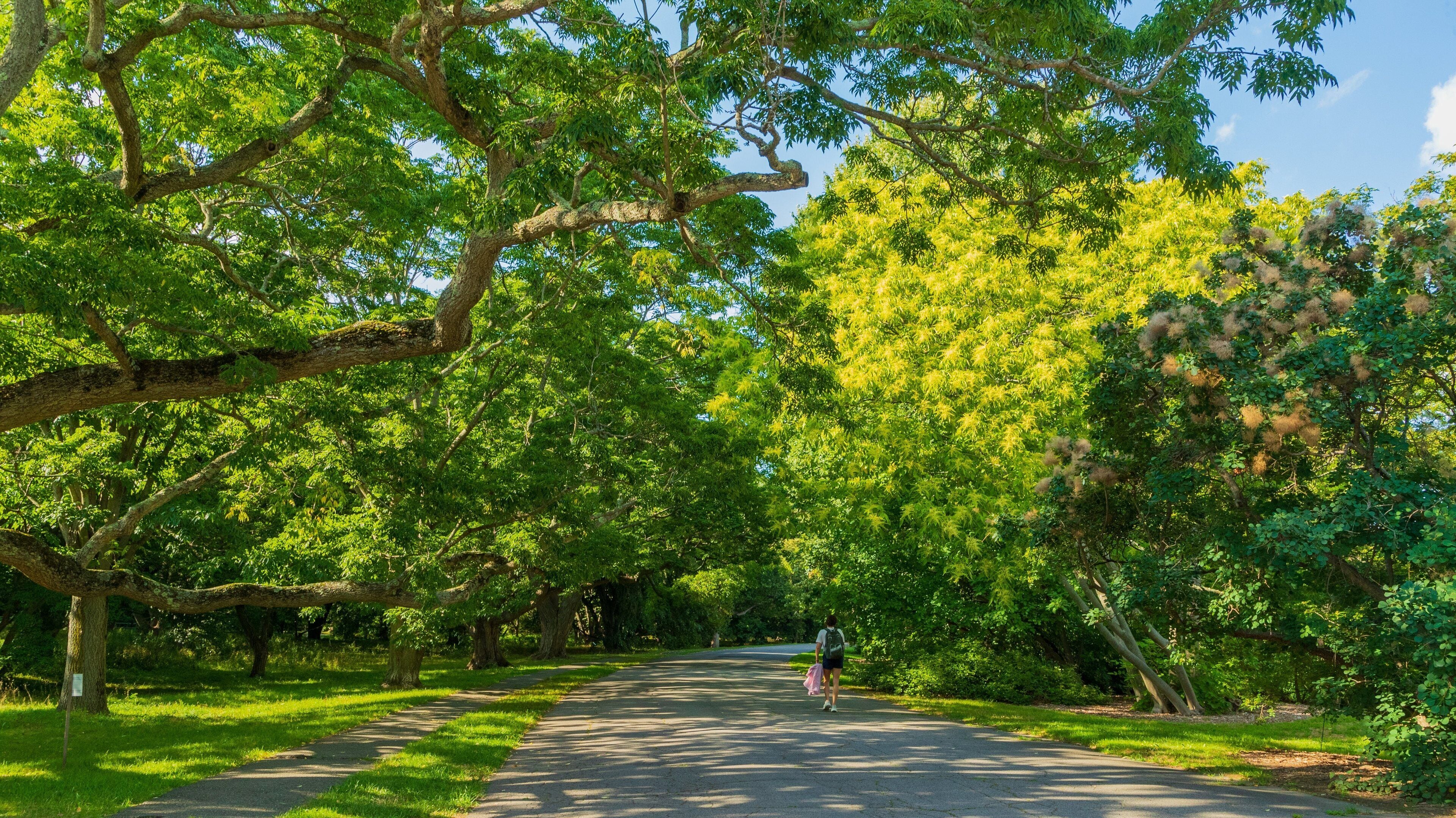 Arnold Arboretum which includes a park as well as an individual femail