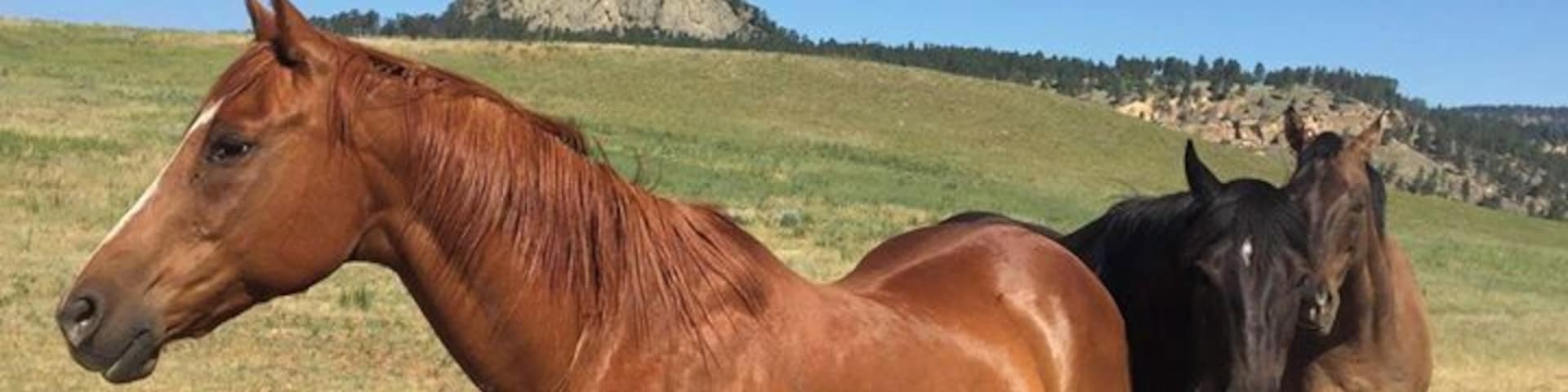 On the road to Devils Tower from Sundance, Wyoming