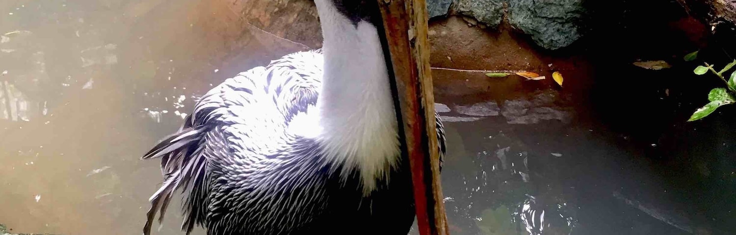 Animals at this zoo are rescues, not captured from the wild ❤️