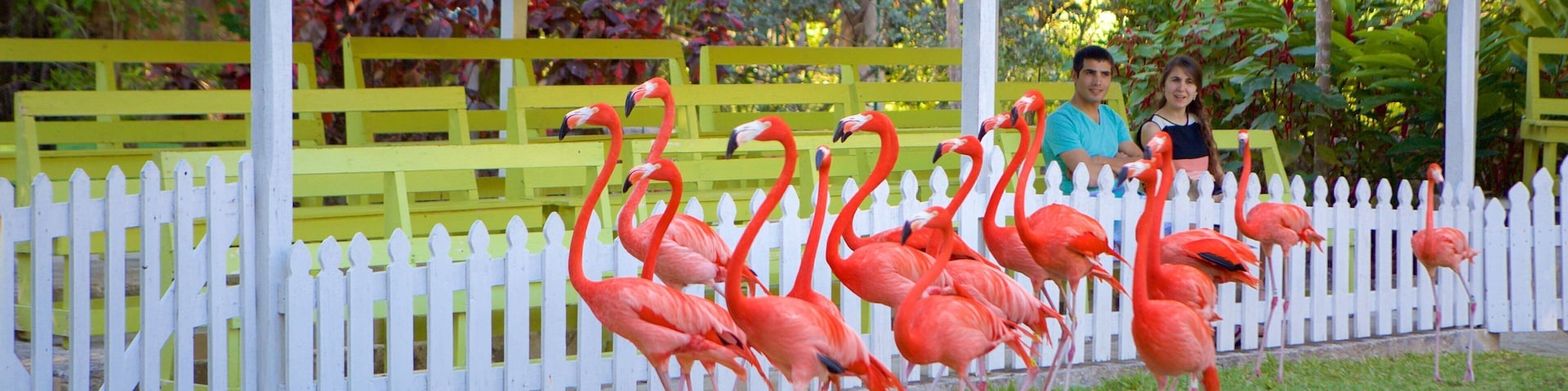 Ardastra Gardens, Zoo and Conservation Center featuring bird life and zoo animals as well as a couple