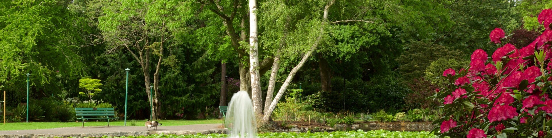 Beacon Hill Park featuring wildflowers, a fountain and a pond