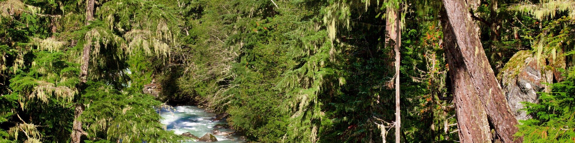 Um rio serpenteando por uma floresta densa, com árvores altas e afloramentos rochosos.