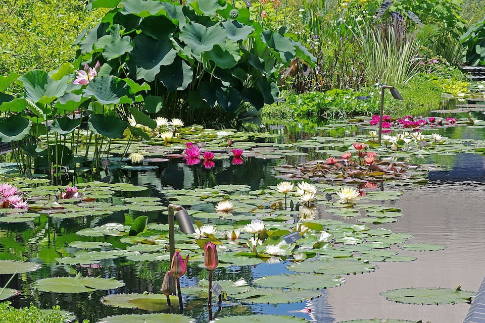 Um lago com folhas de ninfeia e nenúfares.