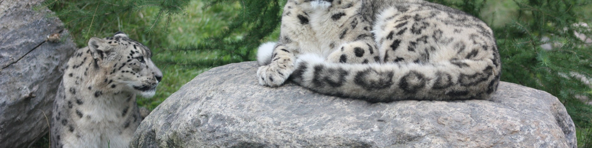 Duas leopardas-das-neves sobre uma rocha com um cenário florestal.