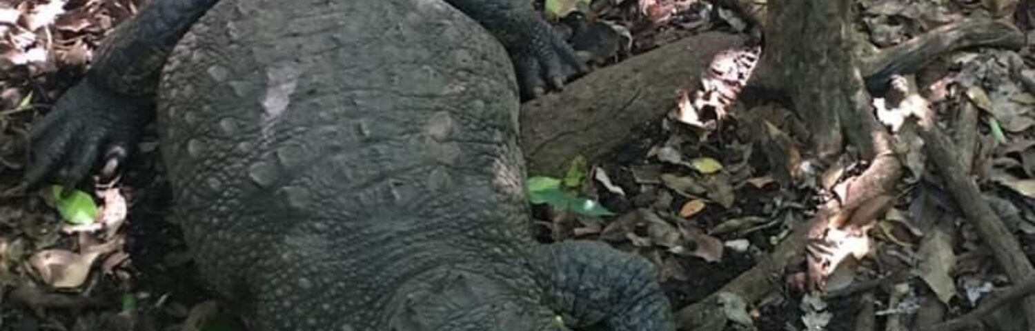 Um crocodilo grande em área arborizada com chão coberto de folhas e troncos de árvores.