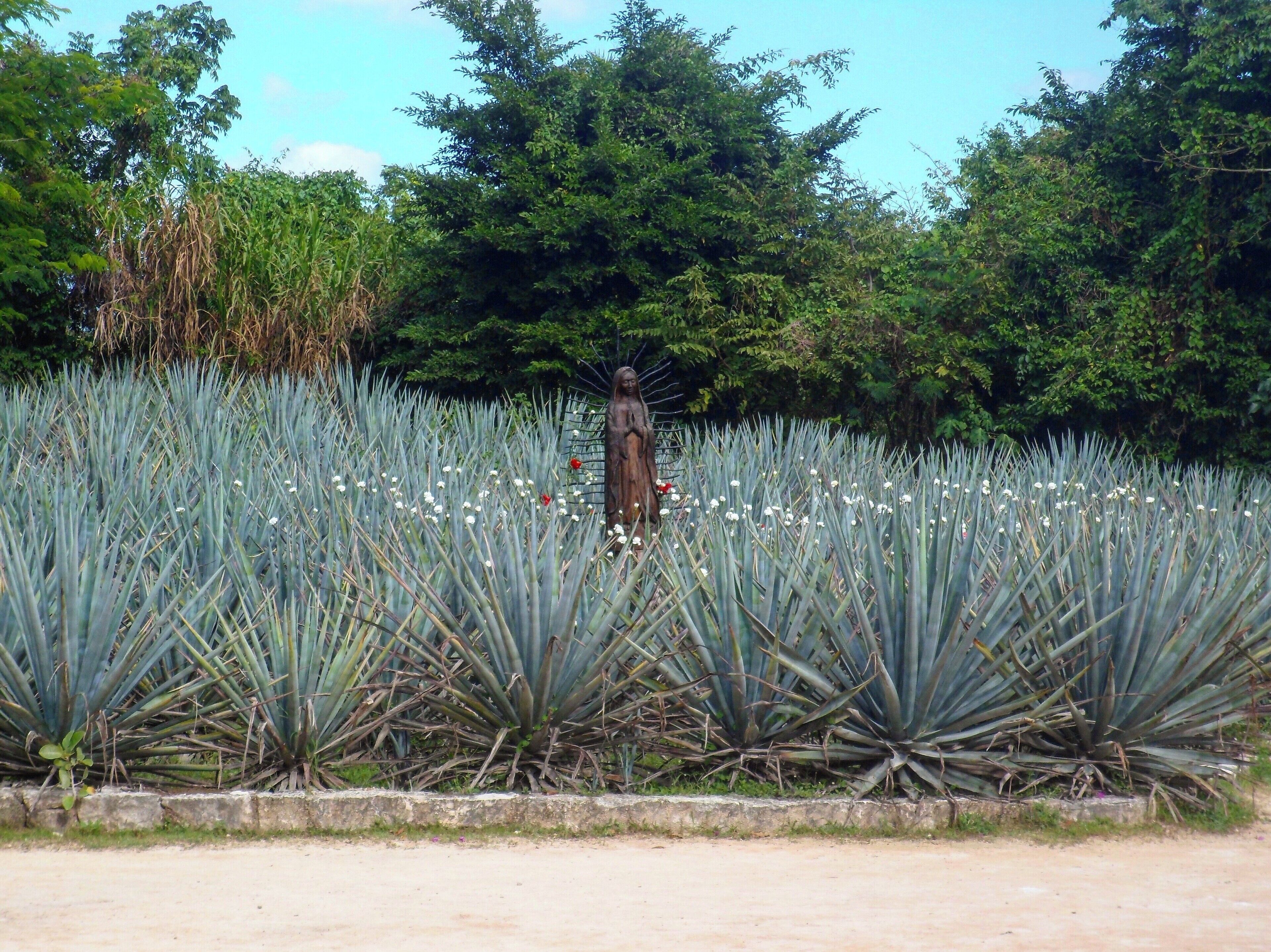 Una de las muchas vírgenes que se encuentra en el parque de  Xcaret