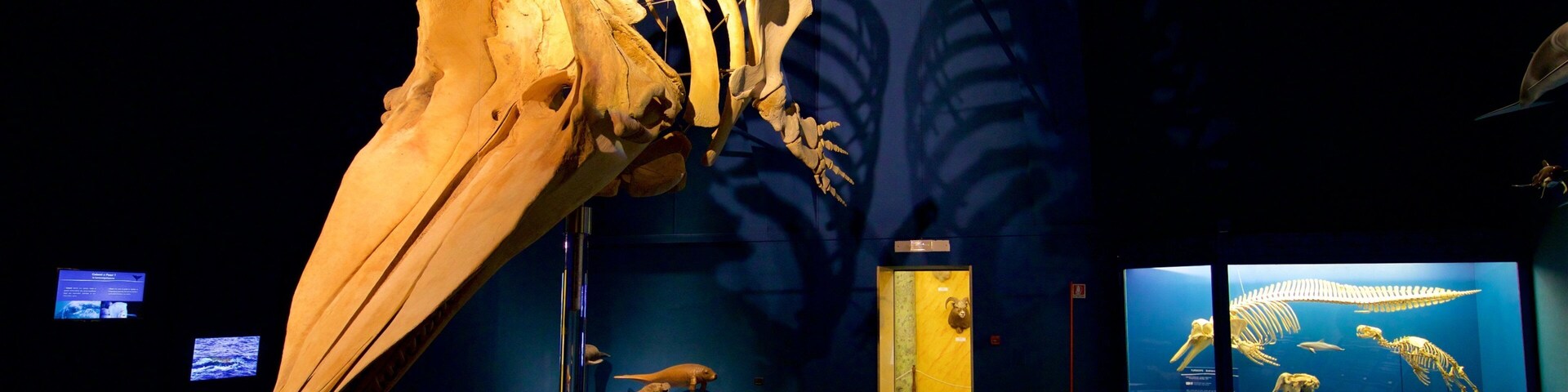 Caffi Natural Science Museum