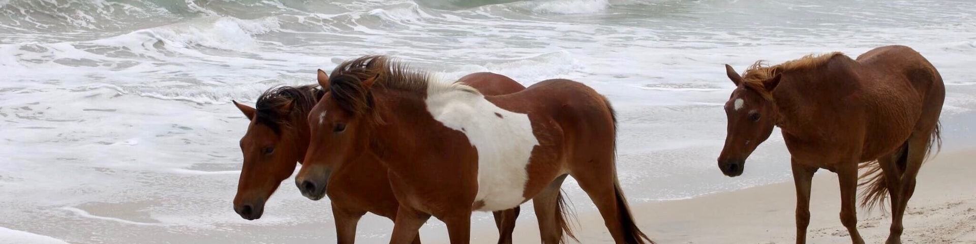 Wild horses on the beach :) Beautiful sand and water on the island!