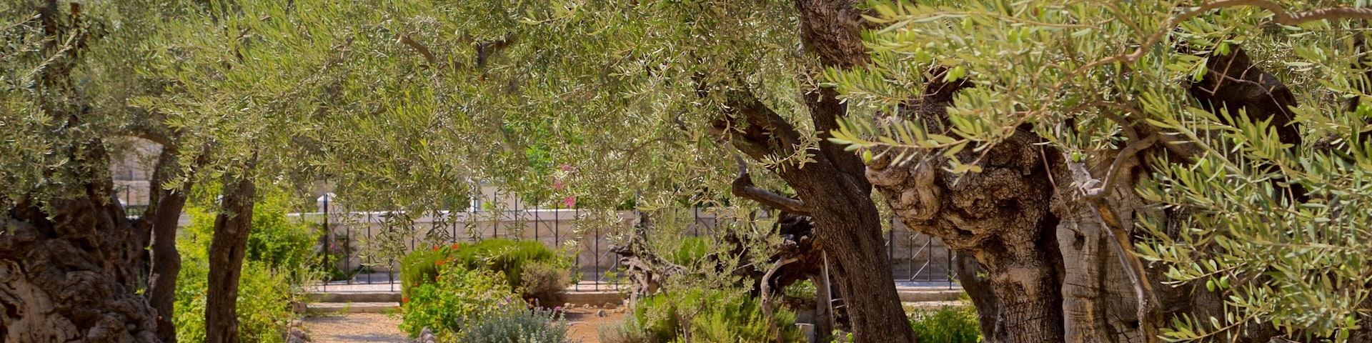 Garden of Gethsemane featuring a garden